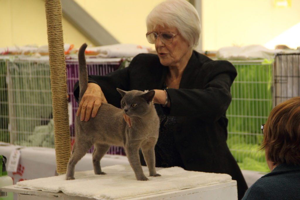 How to Show Your Cat at a Show | Burmese Cat Club of New Zealand