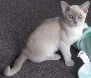 Meet The Burmese Cat | Burmese Cat Club of New Zealand